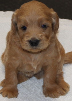 Miniature Goldendoodle