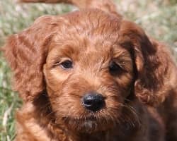 Miniature Goldendoodle