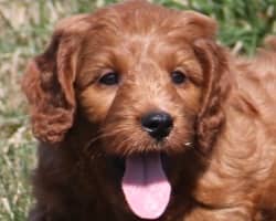 Miniature Goldendoodle