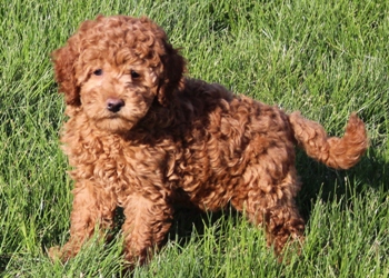 Multigen Mini Goldendoodle Puppies